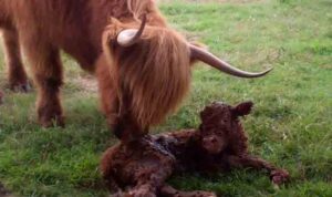 Stages of Calving - australianhighlandcattle.com