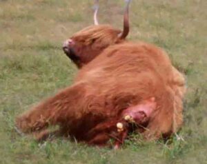 Stages of Calving - australianhighlandcattle.com